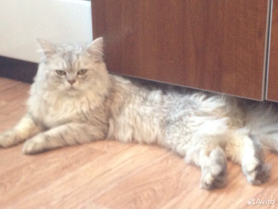 Шотландский мачокотовязка