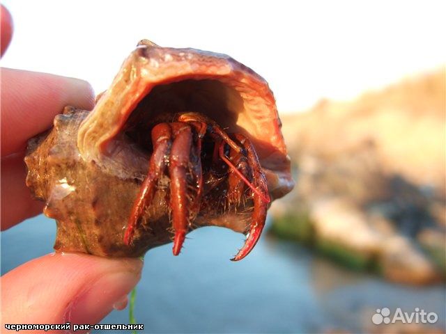 Черноморский рак отшельник Клибанарий