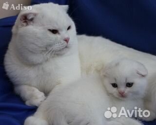 Жду невест. Есть котята