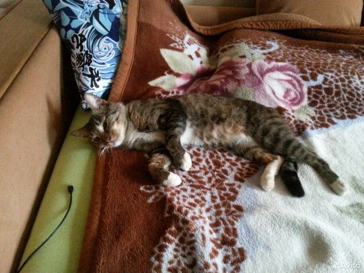 Кот. Василий Ибн алибабаевич