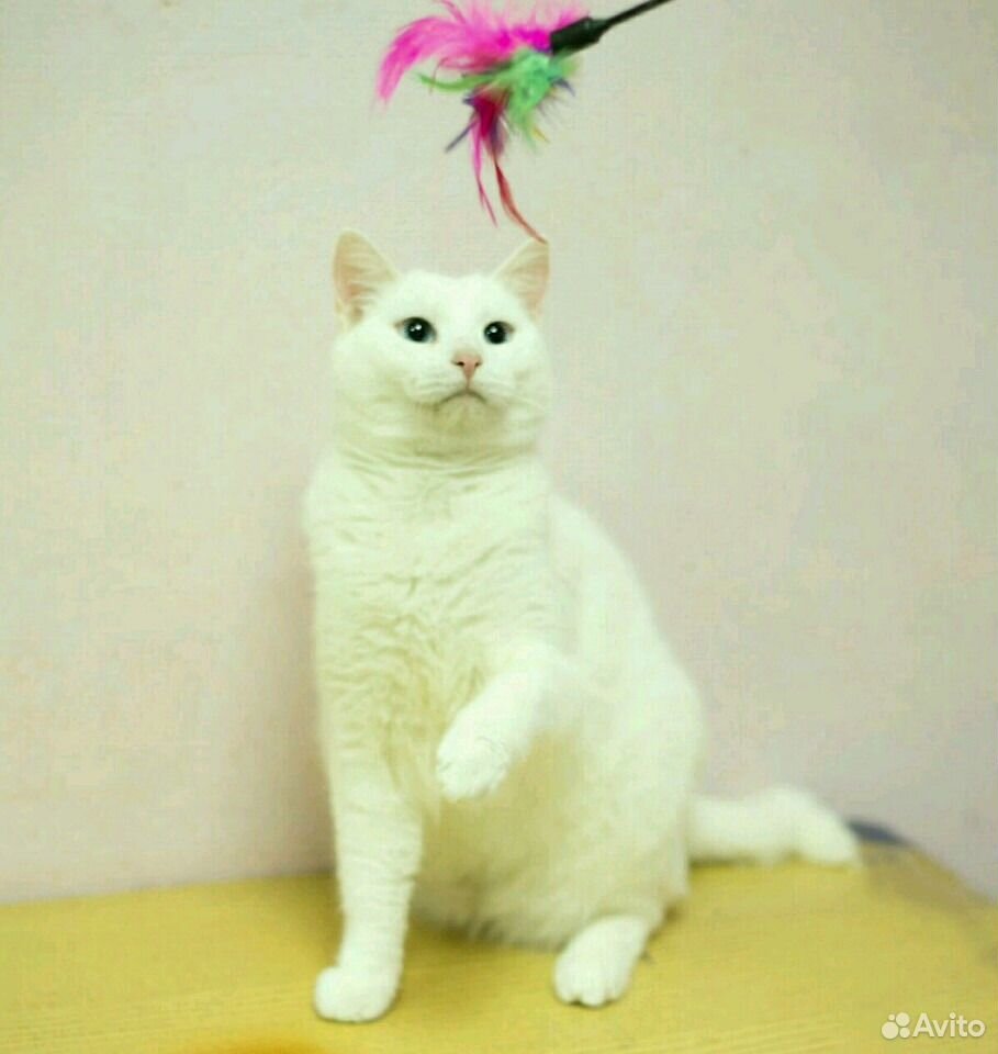 Котик Лаки ищет семью