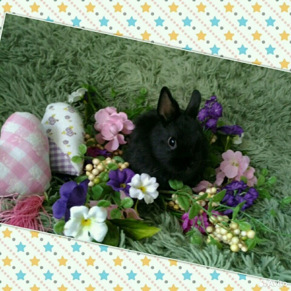 Карликовые кролики породы цветной карлик