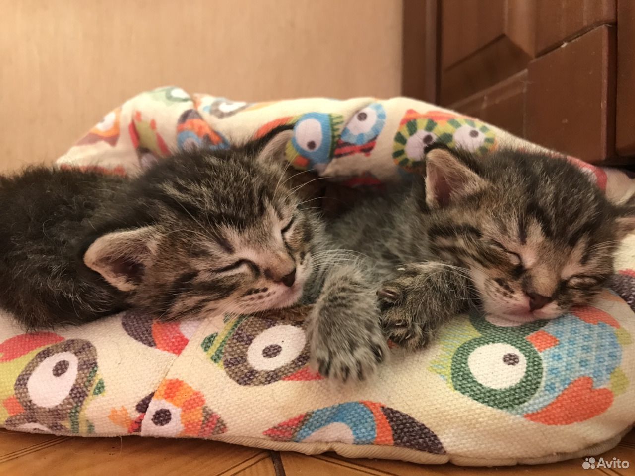 Милые котята в добрые руки