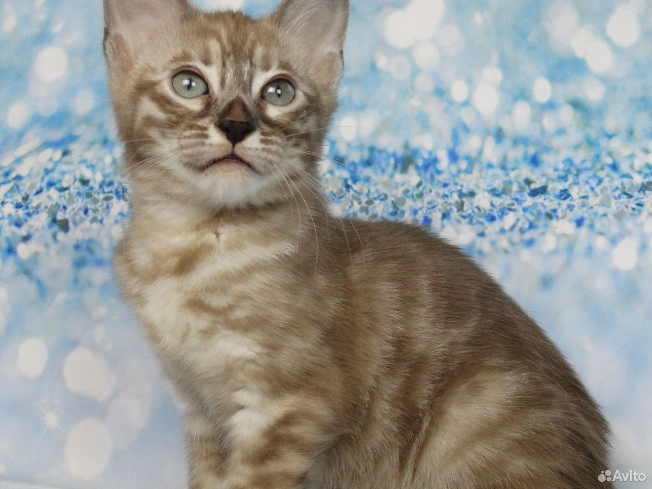 Снежно-угольная бенгалочка