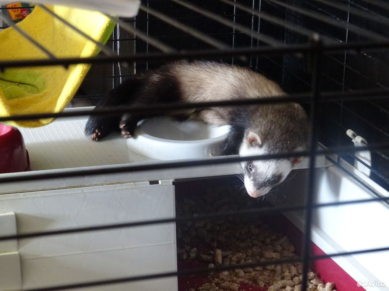 Продам Хорька