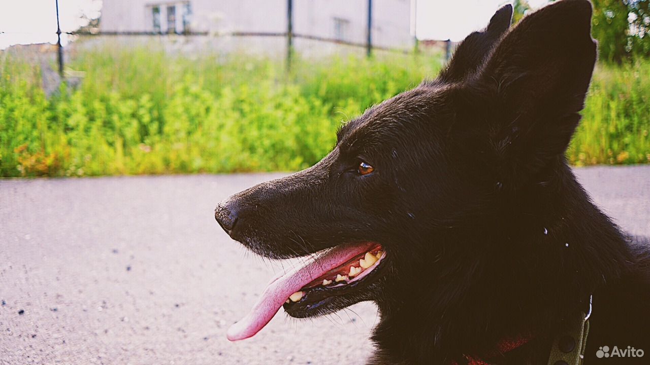 Пёс Шарик ищет дом