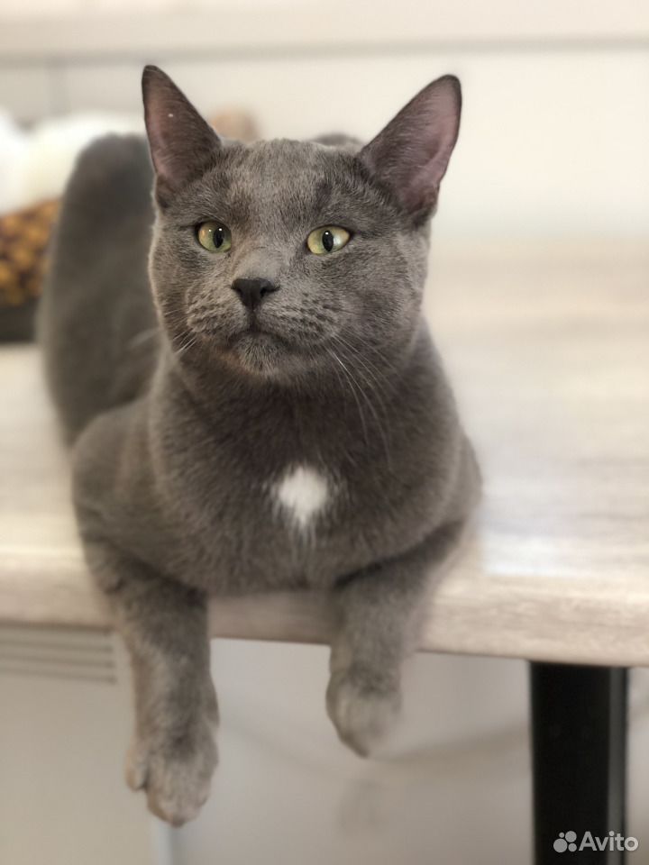 Кот Барни