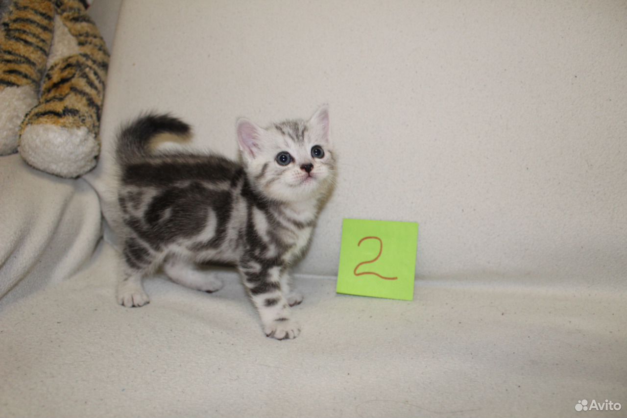 Котенок Чистокровный Британец