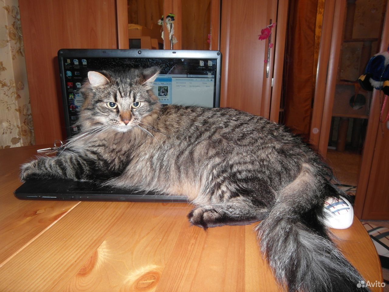 Сибирский мышелов