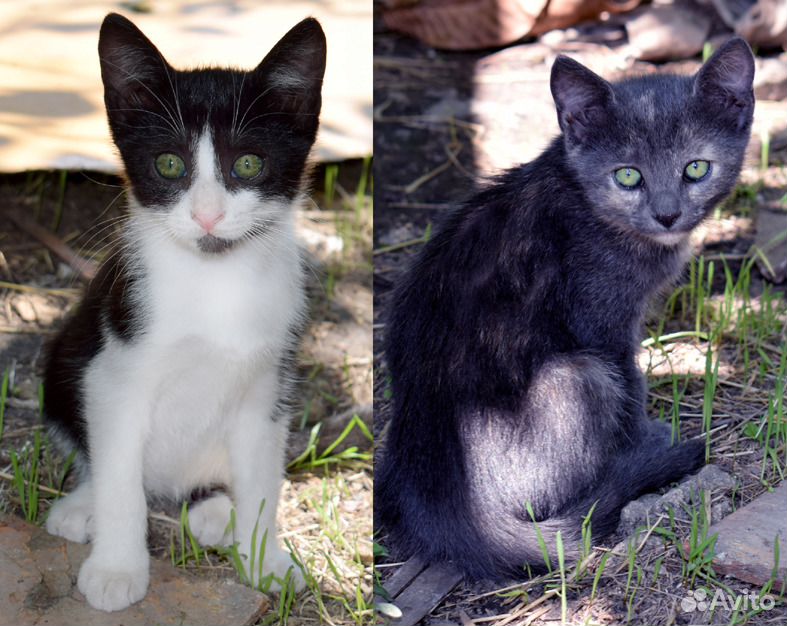 Мини-котята