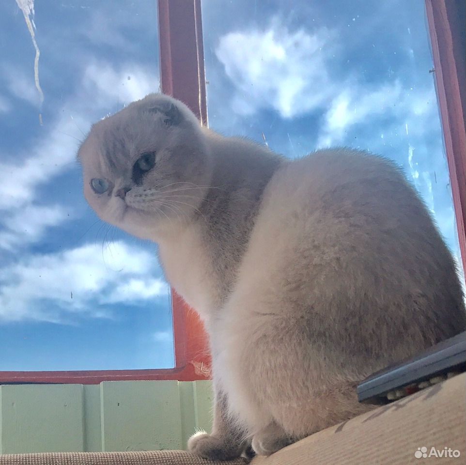 Шотландский кот