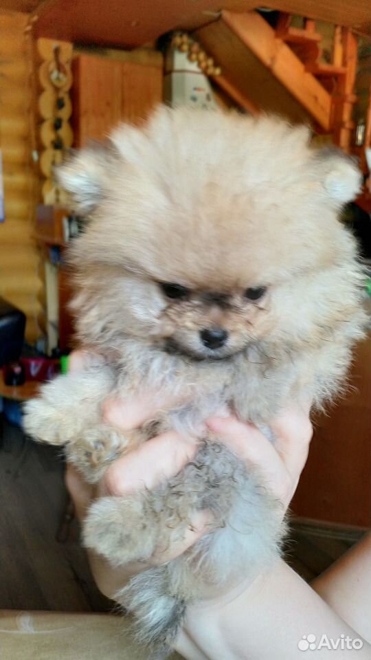 Щенки шпица