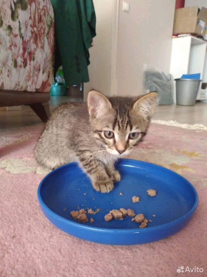 Полосатые красотки