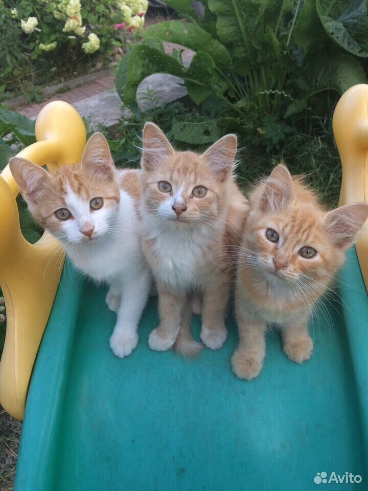 Три ужасно милых кота :3