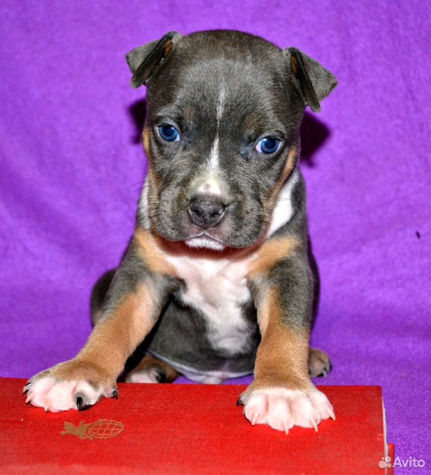 Голубой триколор - мальчишка стаффик