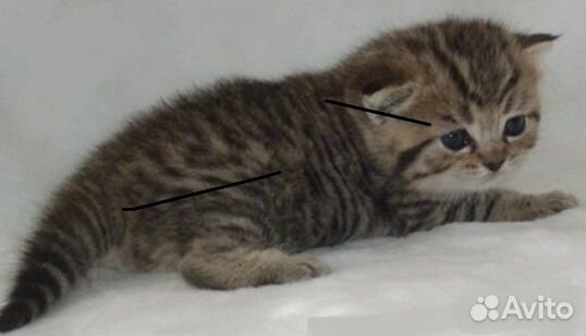 Отдам британского котёночка