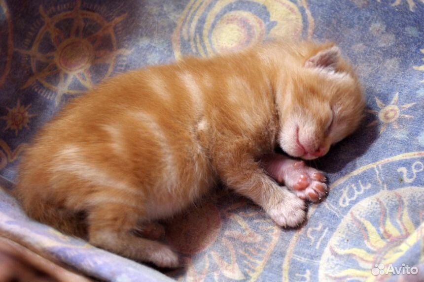 В заботливые руки