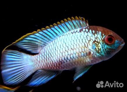 Наннакара голубая неоновая