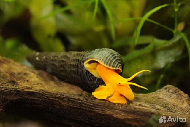 Улитка Тиломелания Orange Sullavesi Rabbit Snail