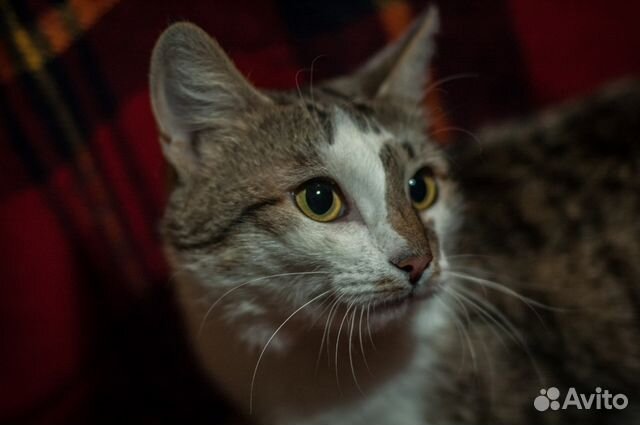 Красавица Ася - молодая кошка в добрые руки