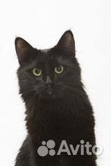 Лесной норвежский черный котик 1,5года, кастрат