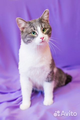 Чудо природы по имени Хвостик, 1 годик, в дар