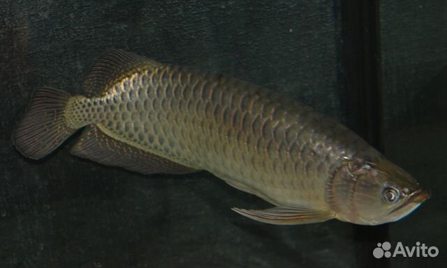 Арована жемчужная Джардини / Scleropages jardini