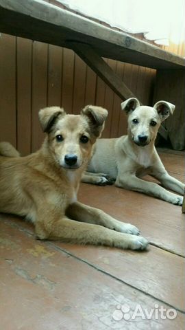 Щенок маленькой породы 5 мес