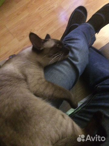 Тайка ищет мужа