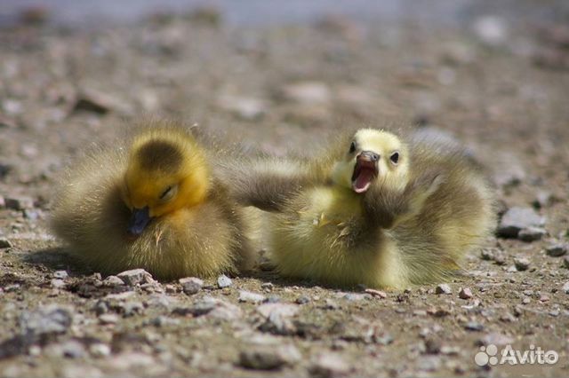 Предварительная запись гусята, муларды, утята