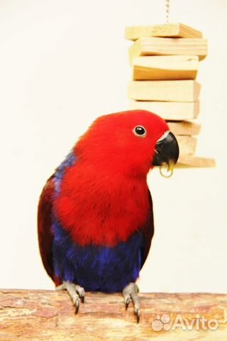 Выкормыш эклектуса (благородного попугая)