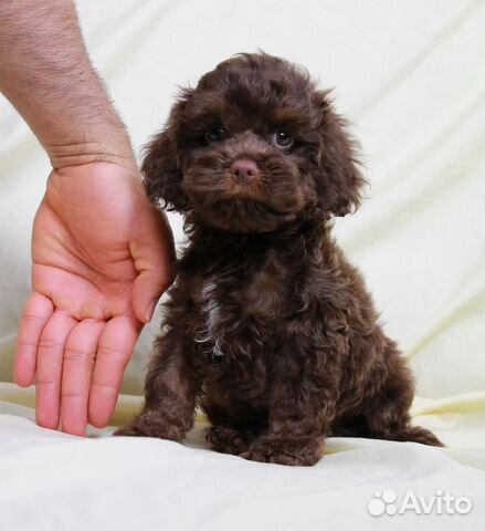 Замечательные дизайнерские щеночки Кокапу