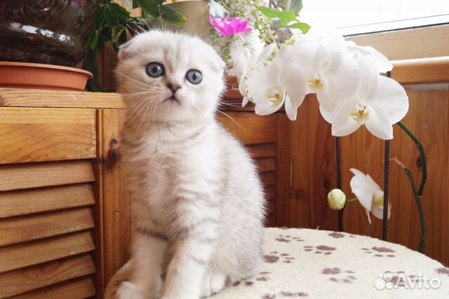 Вислоухий шотландский котик