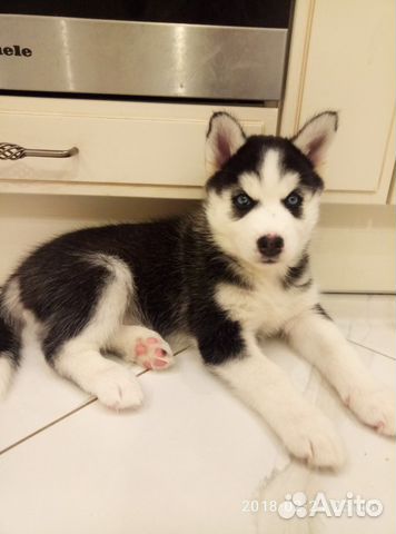 Щенки хаски