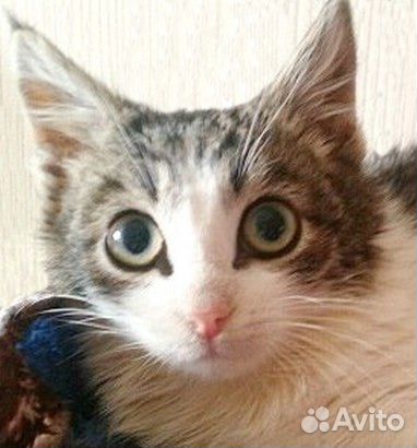 Ластик - глазастик - котенок в добрые руки