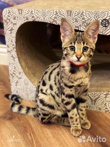 Котята Саванна F1 питомника L'unicorne
