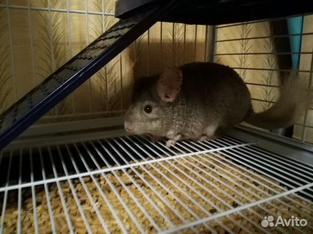 Шиншилла (с клеткой )