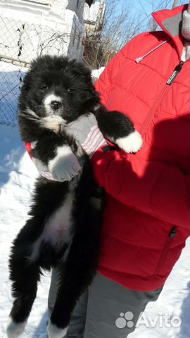 Щенок - Девочка 2,5 м. Даром