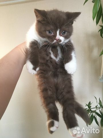 Британский мишка