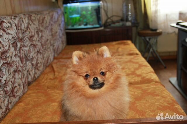 Подрощенная девочка шпиц