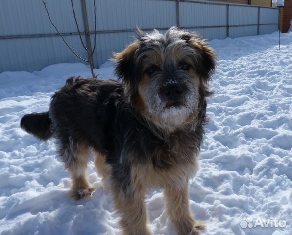 Тимоша ищет дом