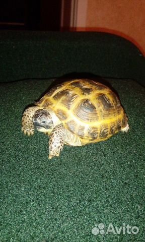 Сухопутная черепаха