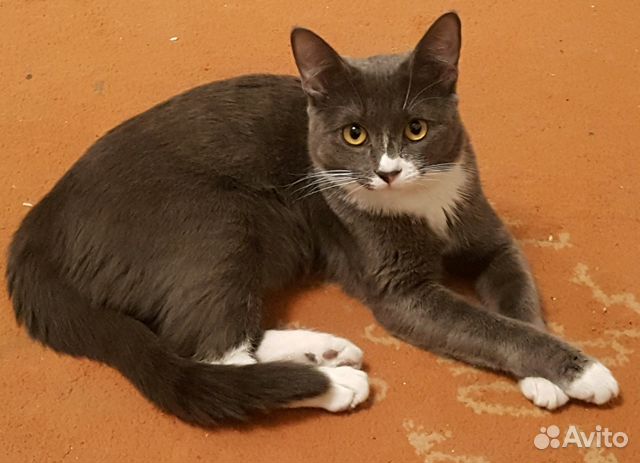 Ласковая кошка в теплые руки