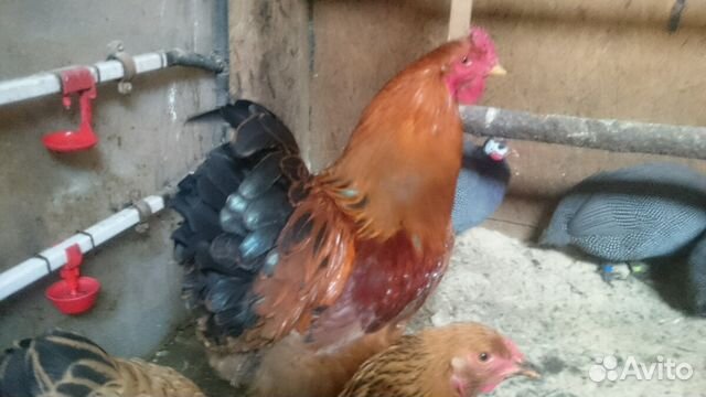 Петухи породы Брама И Арпенгтон возраст 8 месяцев