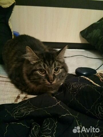 Метис сибирской