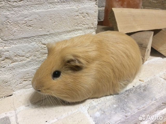 Морские свинки (самцы)