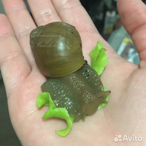 Улитка (megalobylimus oblongus)