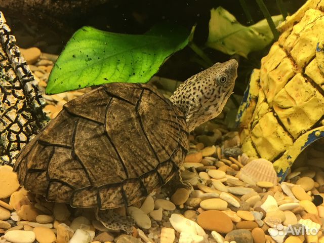 Черепаха мускусная килеватая 6 мес