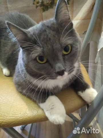 Кошка Мусенька в добрые руки