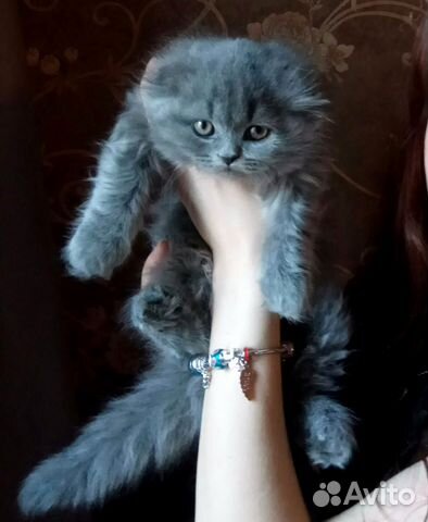 Шотланские котята